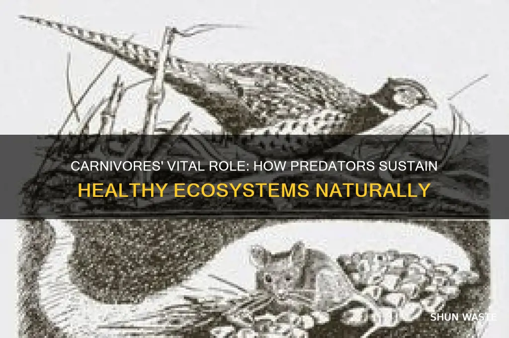 Carnivores' Vital Role: How Predators Sustain Healthy Ecosystems ...