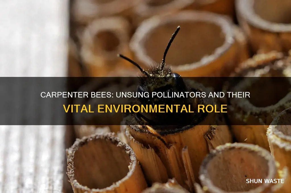 Carpenter Bees: Unsung Pollinators And Their Vital Environmental Role ...