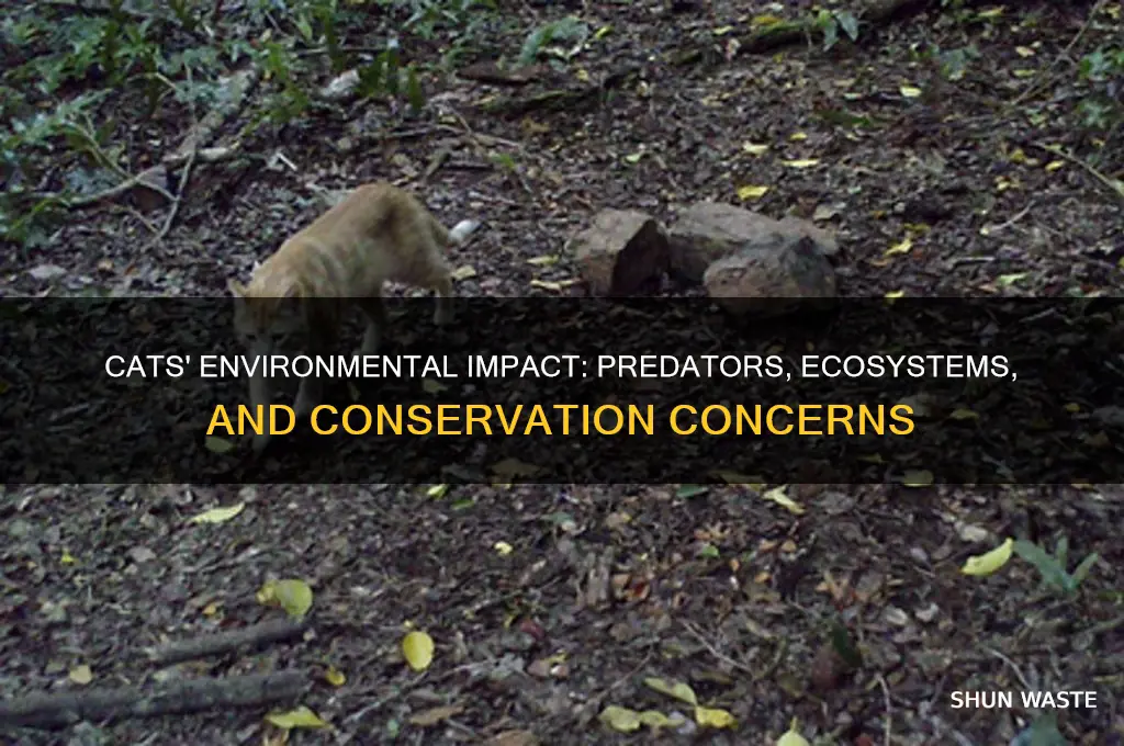 Cats' Environmental Impact: Predators, Ecosystems, And Conservation ...
