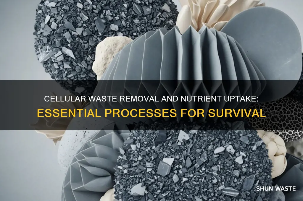 Cellular Waste Removal And Nutrient Uptake: Essential Processes For ...