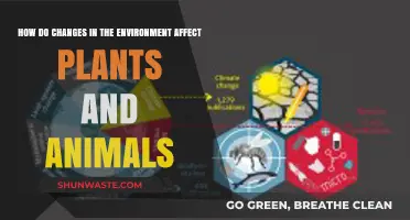 Chickens' Environmental Impact: Sustainable Practices And Ecological ...