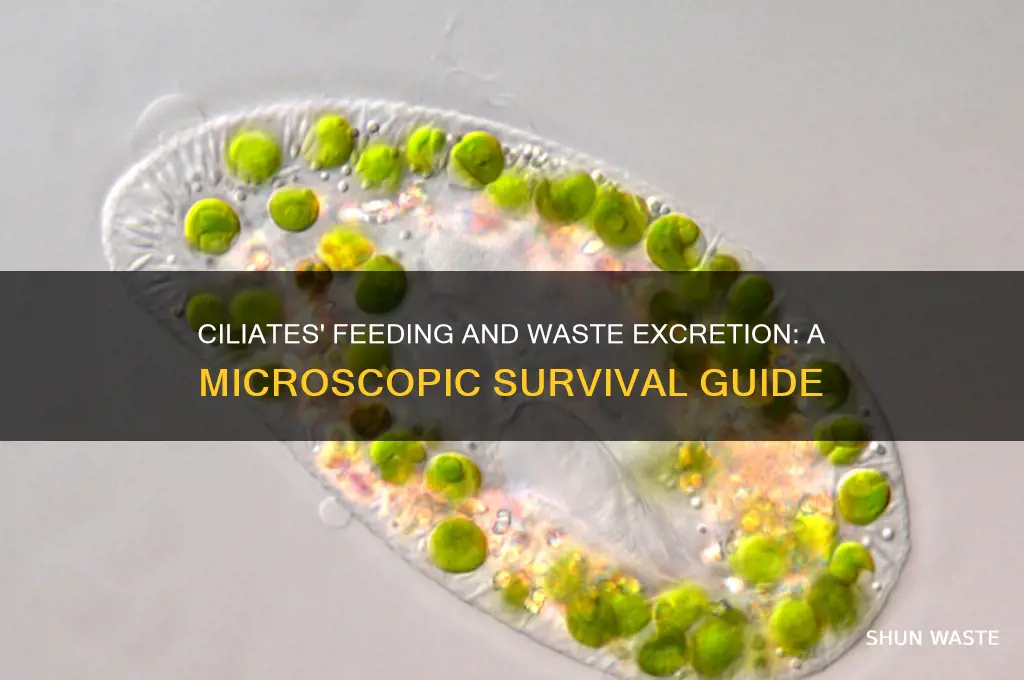 Ciliates' Feeding And Waste Excretion: A Microscopic Survival Guide ...