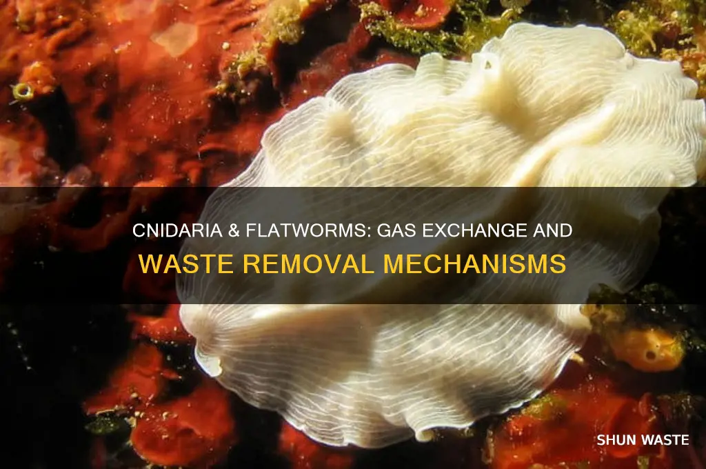 Cnidaria & Flatworms: Gas Exchange And Waste Removal Mechanisms | ShunWaste