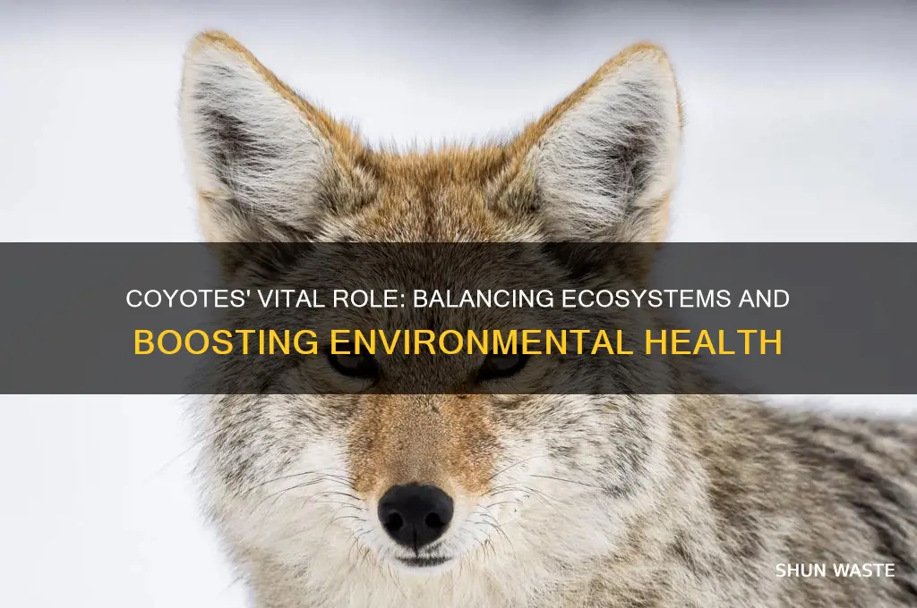 Coyotes' Vital Role: Balancing Ecosystems And Boosting Environmental ...
