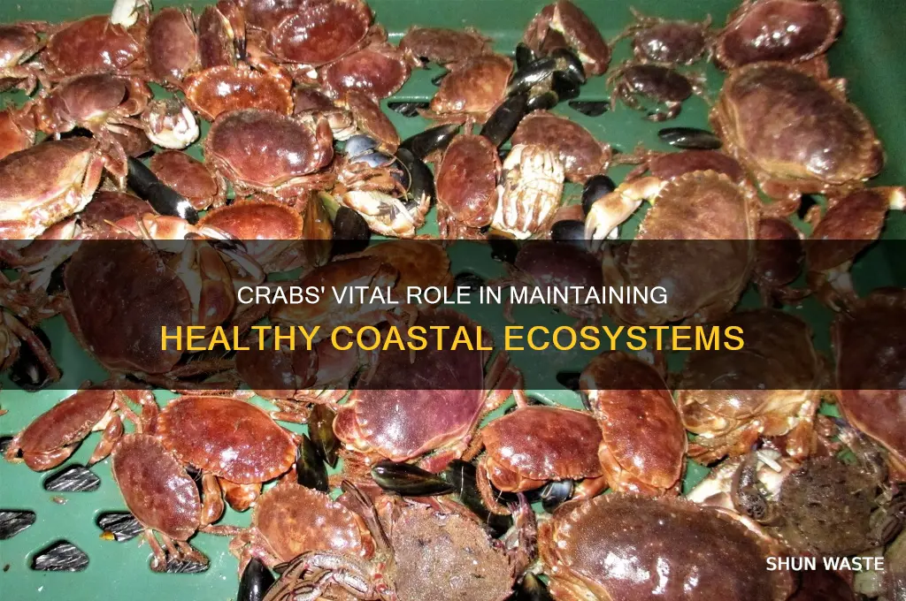 Crabs' Vital Role In Maintaining Healthy Coastal Ecosystems | ShunWaste