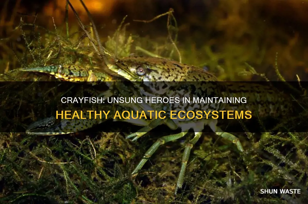Crayfish: Unsung Heroes In Maintaining Healthy Aquatic Ecosystems ...
