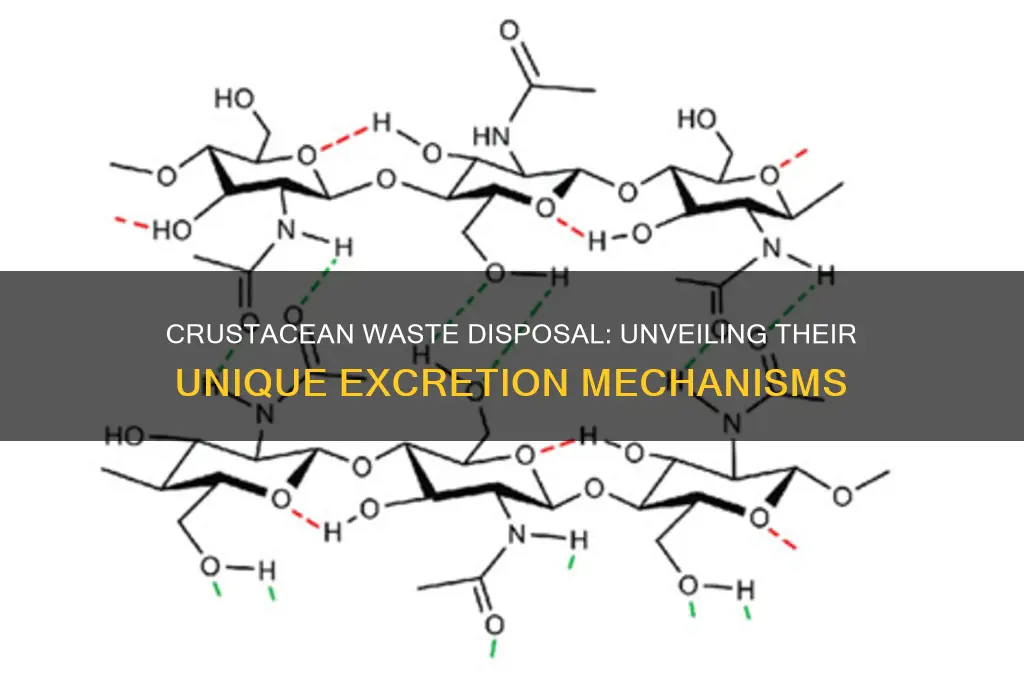 Crustacean Waste Disposal: Unveiling Their Unique Excretion Mechanisms ...