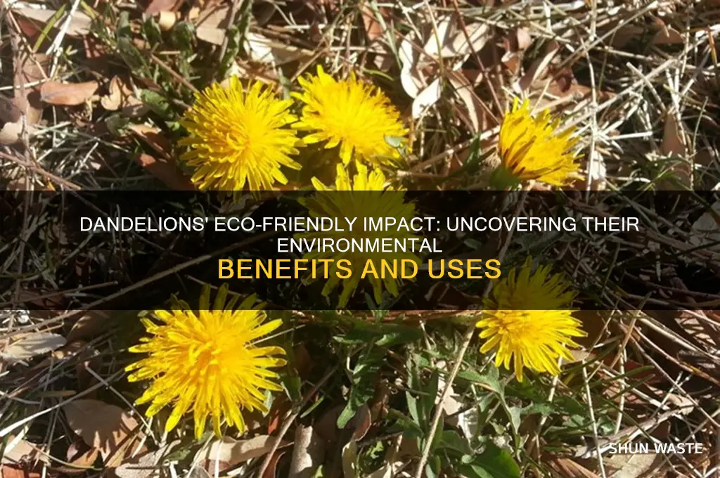 Dandelions' Eco-Friendly Impact: Uncovering Their Environmental ...
