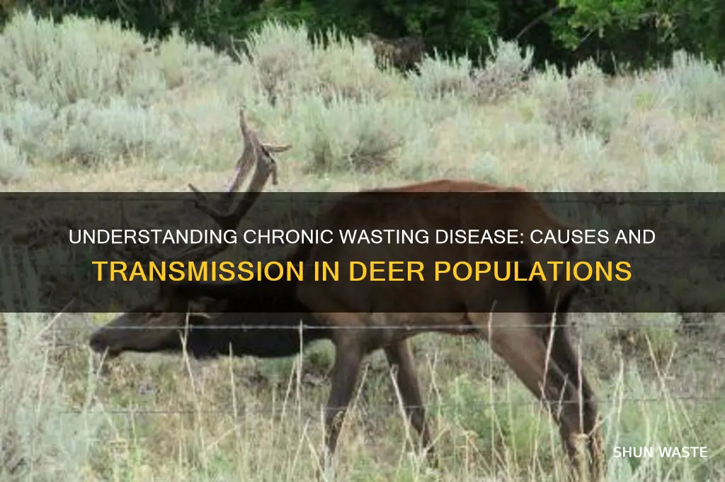 Understanding Chronic Wasting Disease: Causes And Transmission In Deer ...