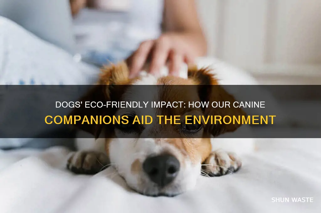Dogs' Eco-Friendly Impact: How Our Canine Companions Aid The ...