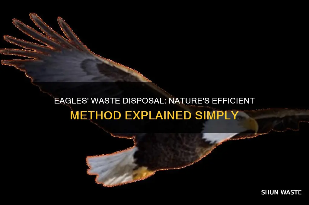 Eagles' Waste Disposal: Nature's Efficient Method Explained Simply ...