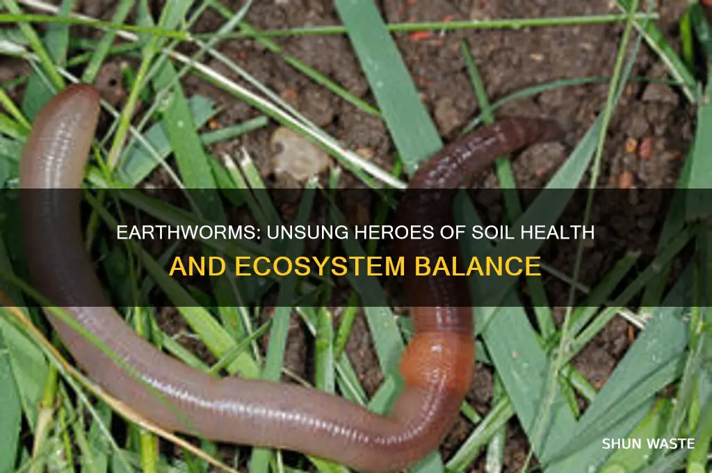 Earthworms: Unsung Heroes Of Soil Health And Ecosystem Balance | ShunWaste