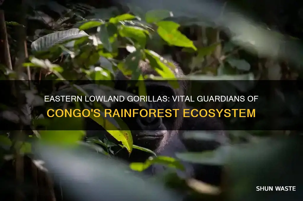 Eastern Lowland Gorillas: Vital Guardians Of Congo's Rainforest ...