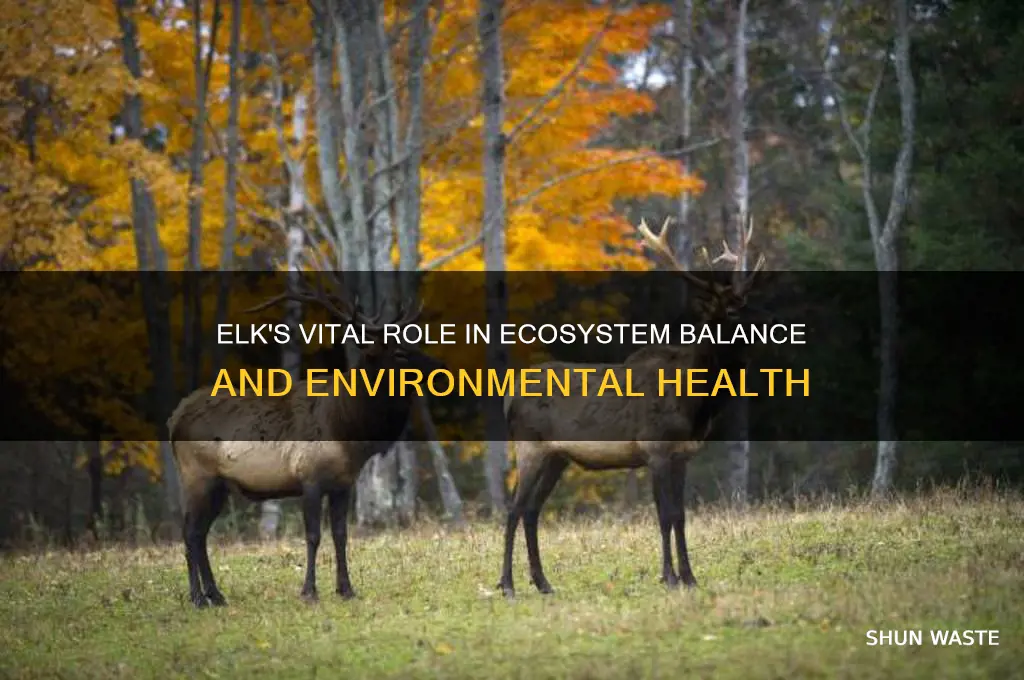 Elk's Vital Role In Ecosystem Balance And Environmental Health | ShunWaste