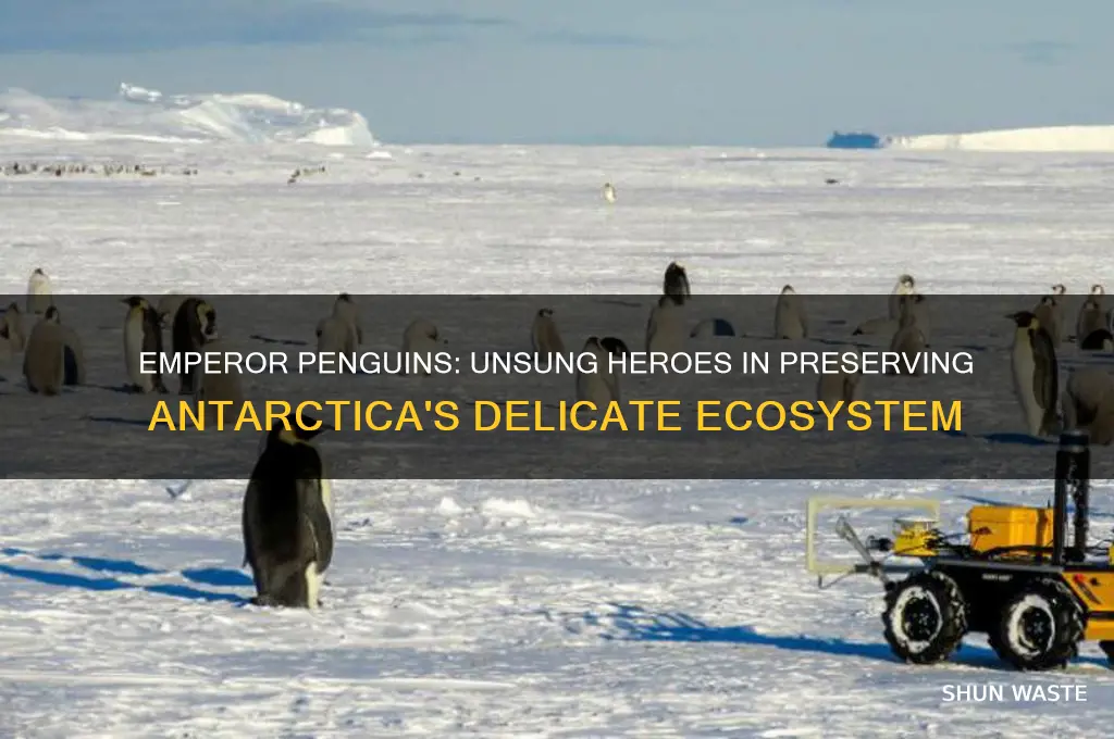 Emperor Penguins: Unsung Heroes In Preserving Antarctica's Delicate ...