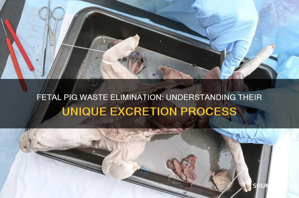 Fetal Pig Waste Elimination: Understanding Their Unique Excretion ...
