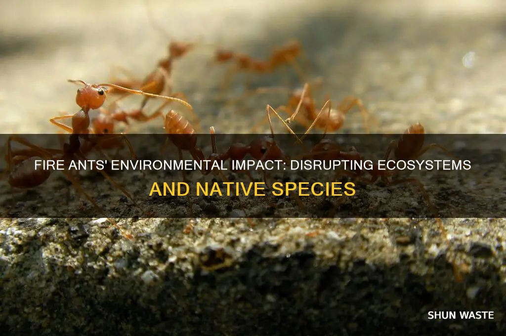 Fire Ants' Environmental Impact: Disrupting Ecosystems And Native ...