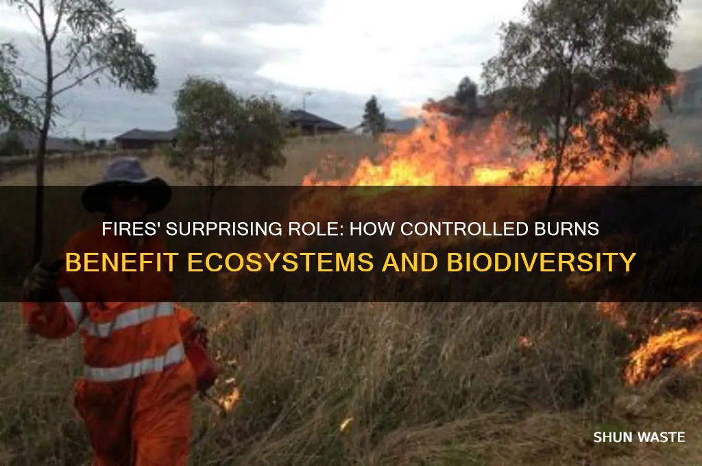 Fires' Surprising Role: How Controlled Burns Benefit Ecosystems And ...