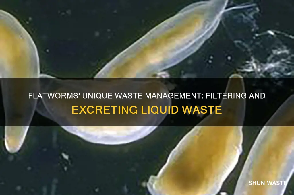 Flatworms' Unique Waste Management: Filtering And Excreting Liquid ...