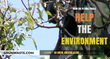 Flying Foxes: Unsung Heroes In Ecosystem Balance And Biodiversity ...