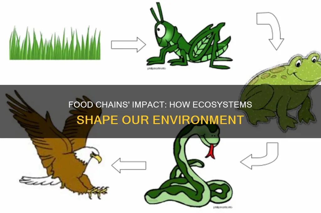 Food Chains' Impact: How Ecosystems Shape Our Environment | ShunWaste