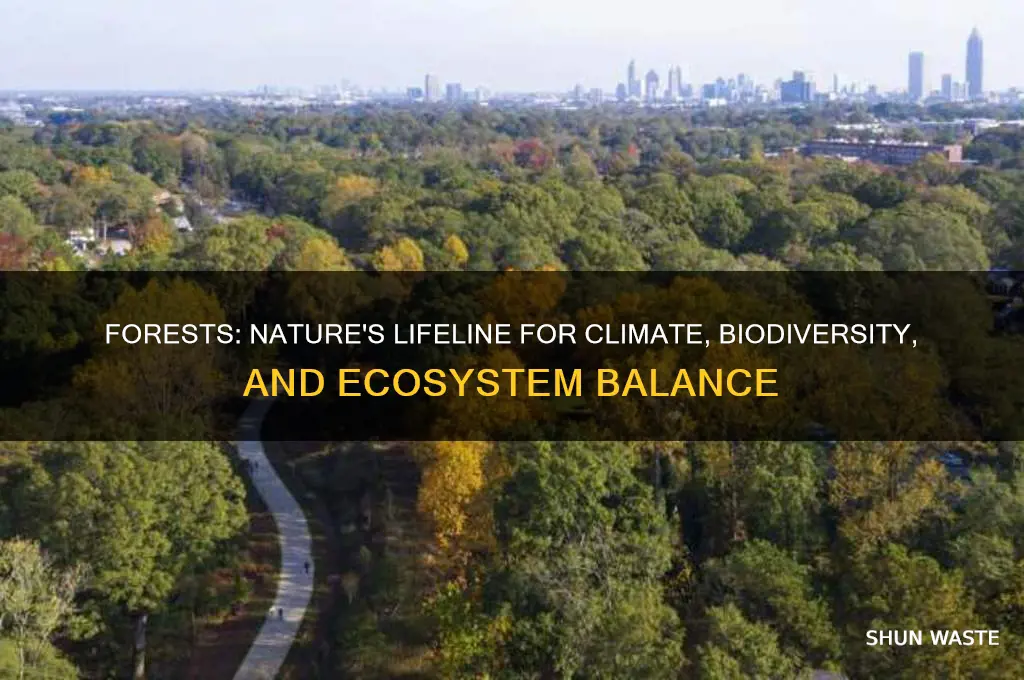 Forests: Nature's Lifeline For Climate, Biodiversity, And Ecosystem ...