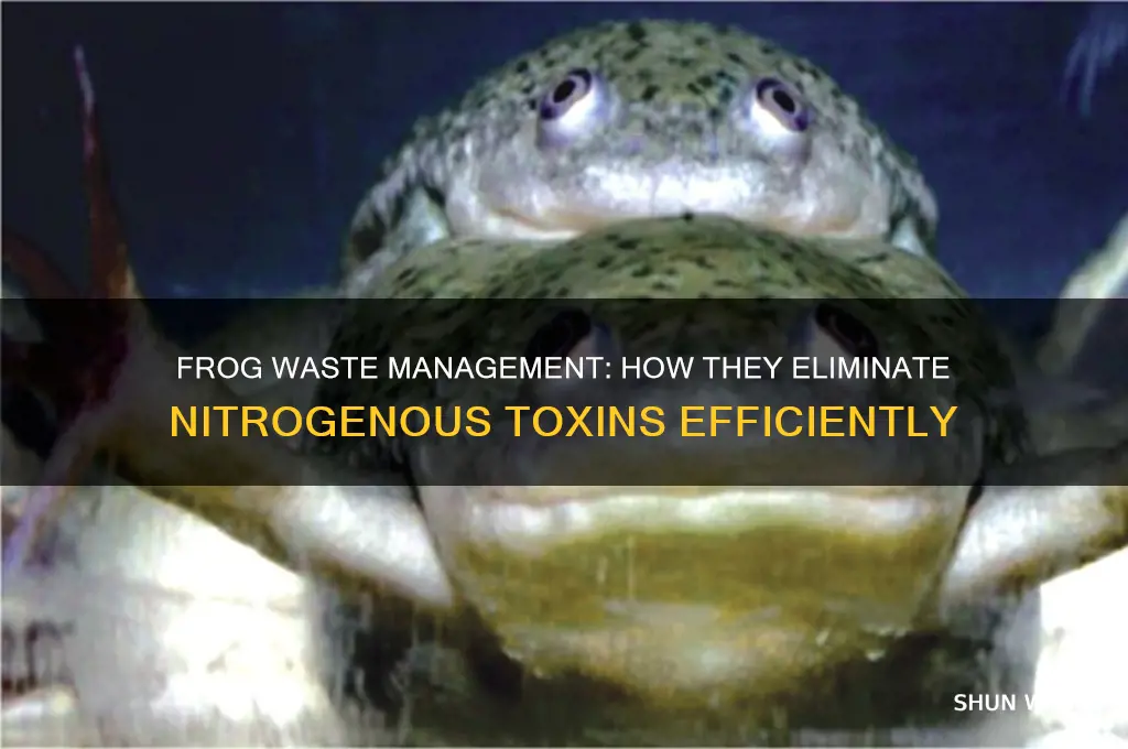 Frog Waste Management: How They Eliminate Nitrogenous Toxins ...