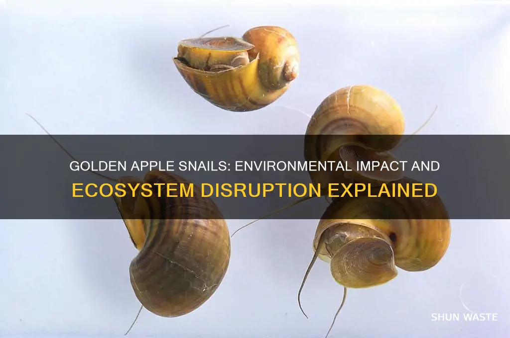 Golden Apple Snails: Environmental Impact And Ecosystem Disruption ...