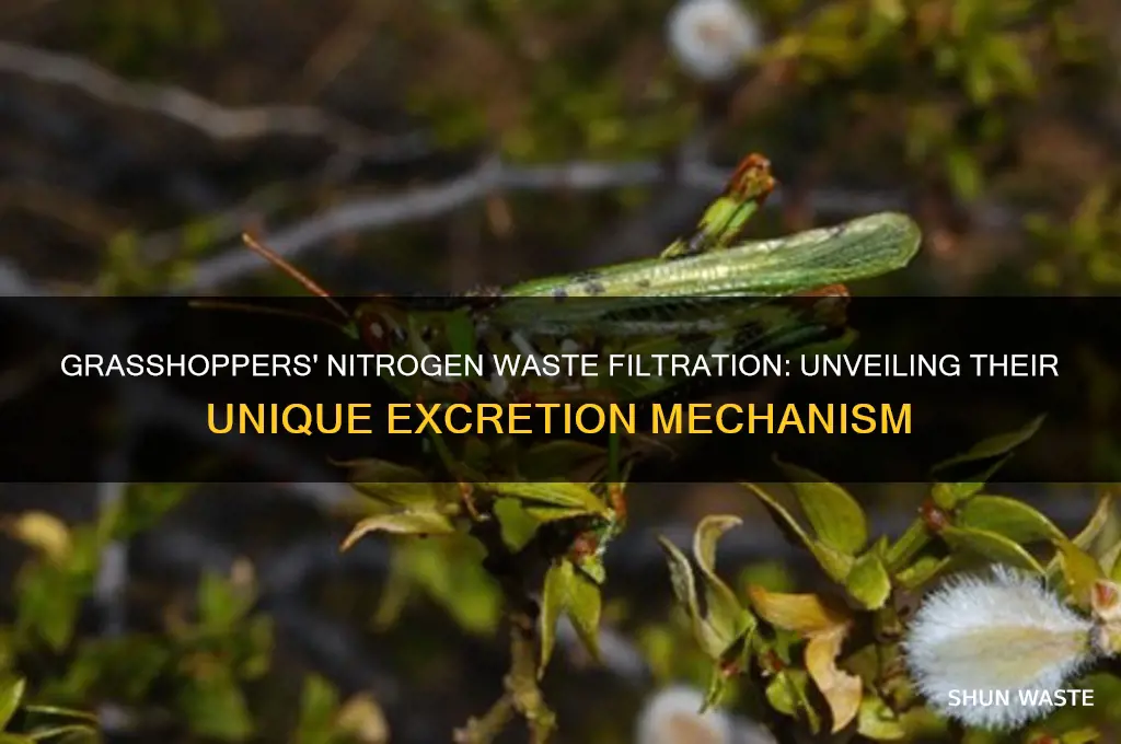 Grasshoppers' Nitrogen Waste Filtration: Unveiling Their Unique ...