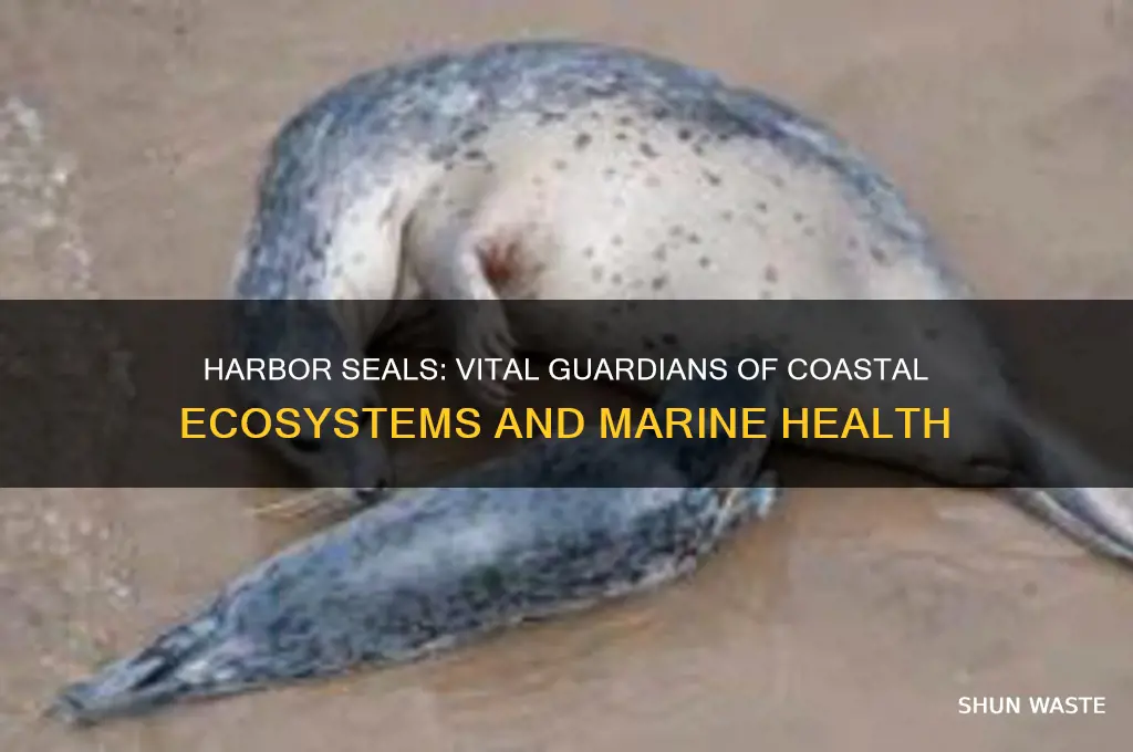 Harbor Seals: Vital Guardians Of Coastal Ecosystems And Marine Health ...