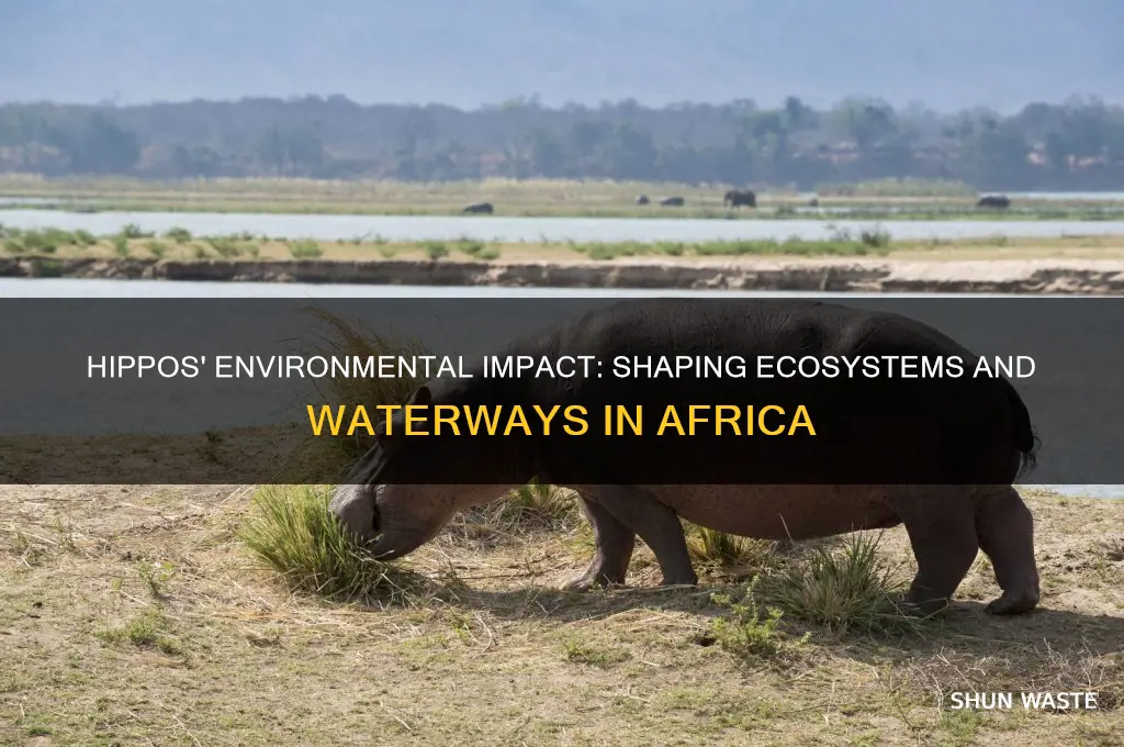 Hippos' Environmental Impact: Shaping Ecosystems And Waterways In ...