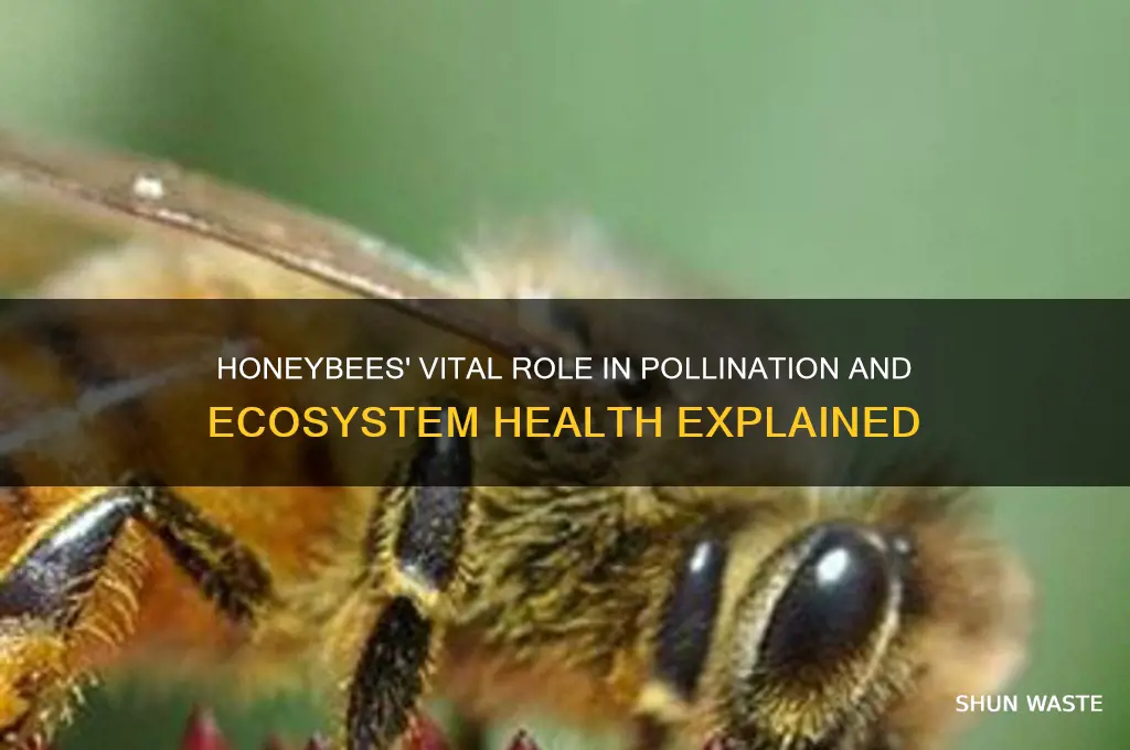 Honeybees' Vital Role In Pollination And Ecosystem Health Explained ...