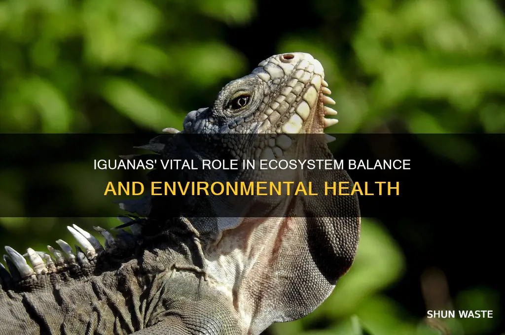 Iguanas' Vital Role In Ecosystem Balance And Environmental Health ...