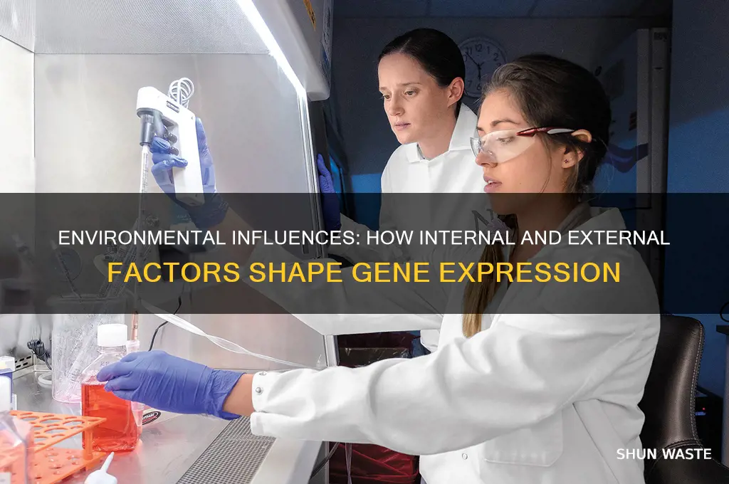 Environmental Influences: How Internal And External Factors Shape Gene ...