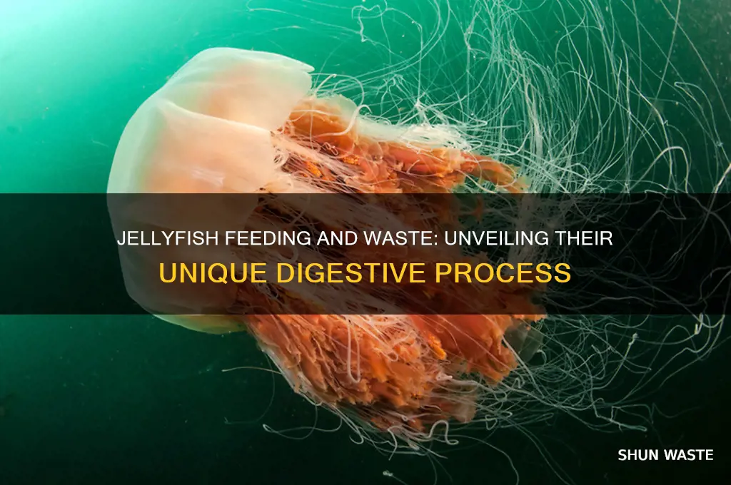 Jellyfish Feeding And Waste: Unveiling Their Unique Digestive Process ...