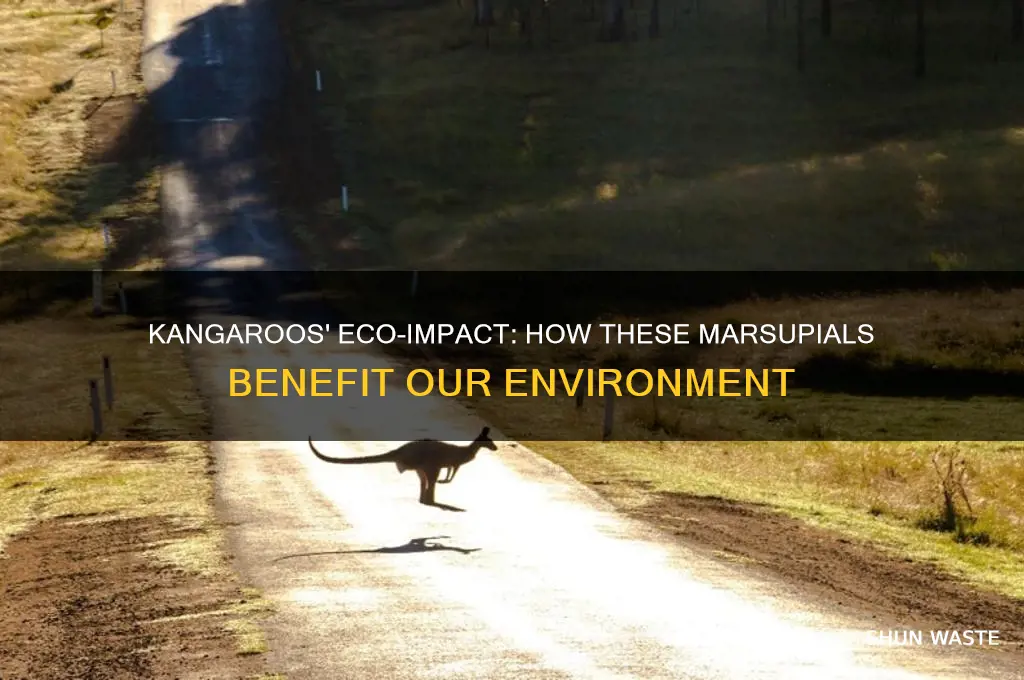 Kangaroos' Eco-Impact: How These Marsupials Benefit Our Environment ...