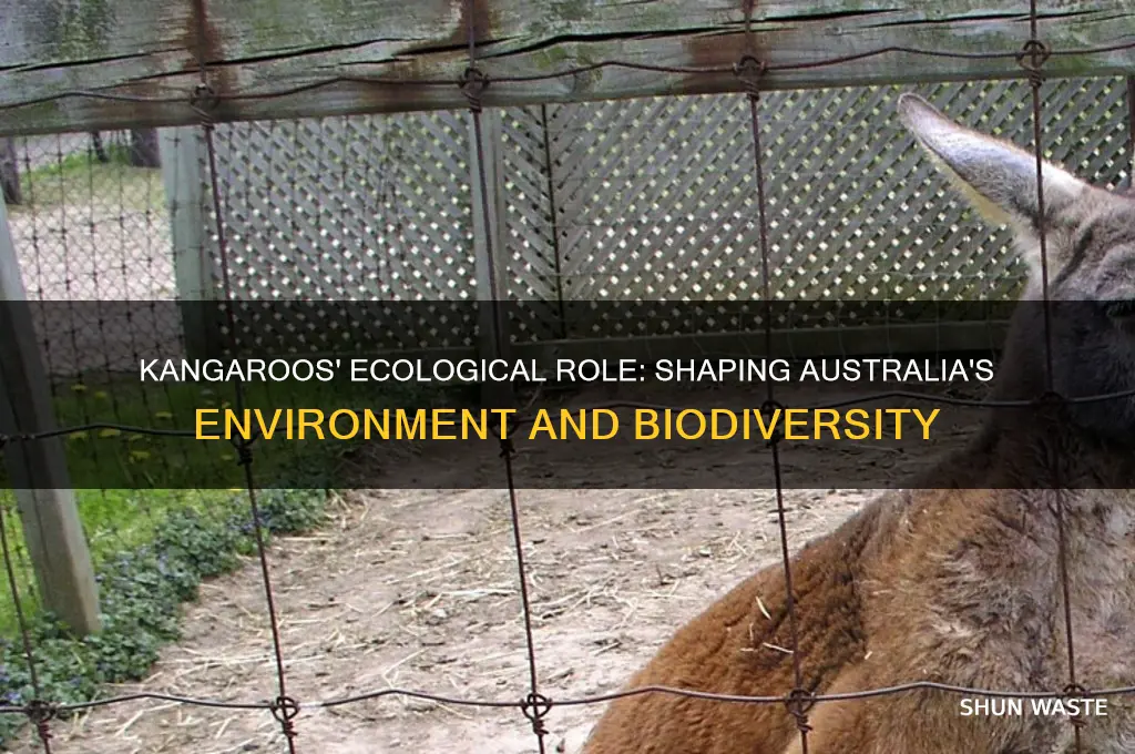 Kangaroos' Ecological Role: Shaping Australia's Environment And ...