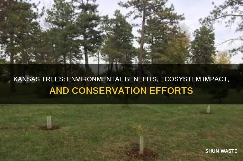 Kansas Trees: Environmental Benefits, Ecosystem Impact, And ...
