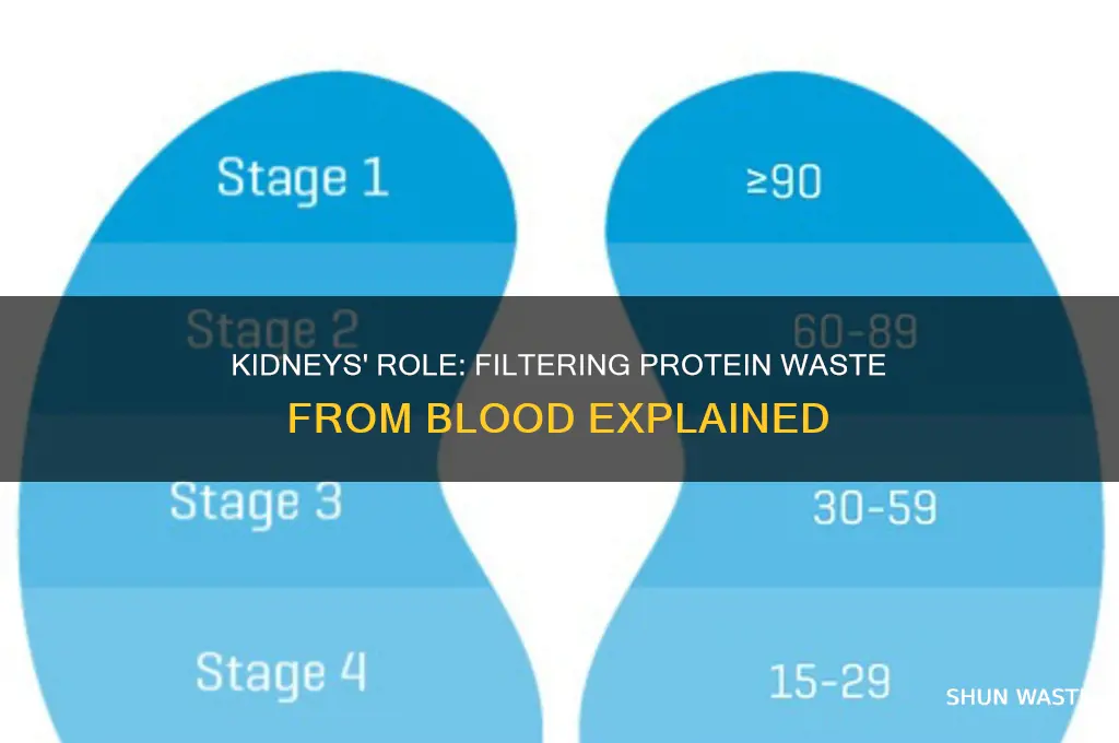 Kidneys' Role: Filtering Protein Waste From Blood Explained | ShunWaste