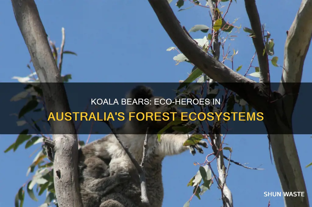 Koala Bears: Eco-Heroes In Australia's Forest Ecosystems | ShunWaste