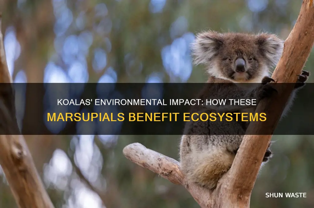 Koalas' Environmental Impact: How These Marsupials Benefit Ecosystems ...