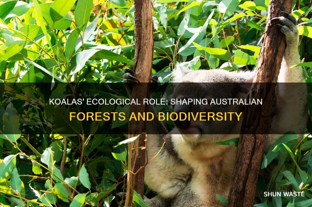 Koalas' Ecological Role: Shaping Australian Forests And Biodiversity ...