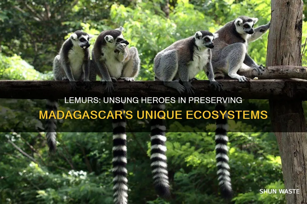 Lemurs: Unsung Heroes In Preserving Madagascar's Unique Ecosystems ...