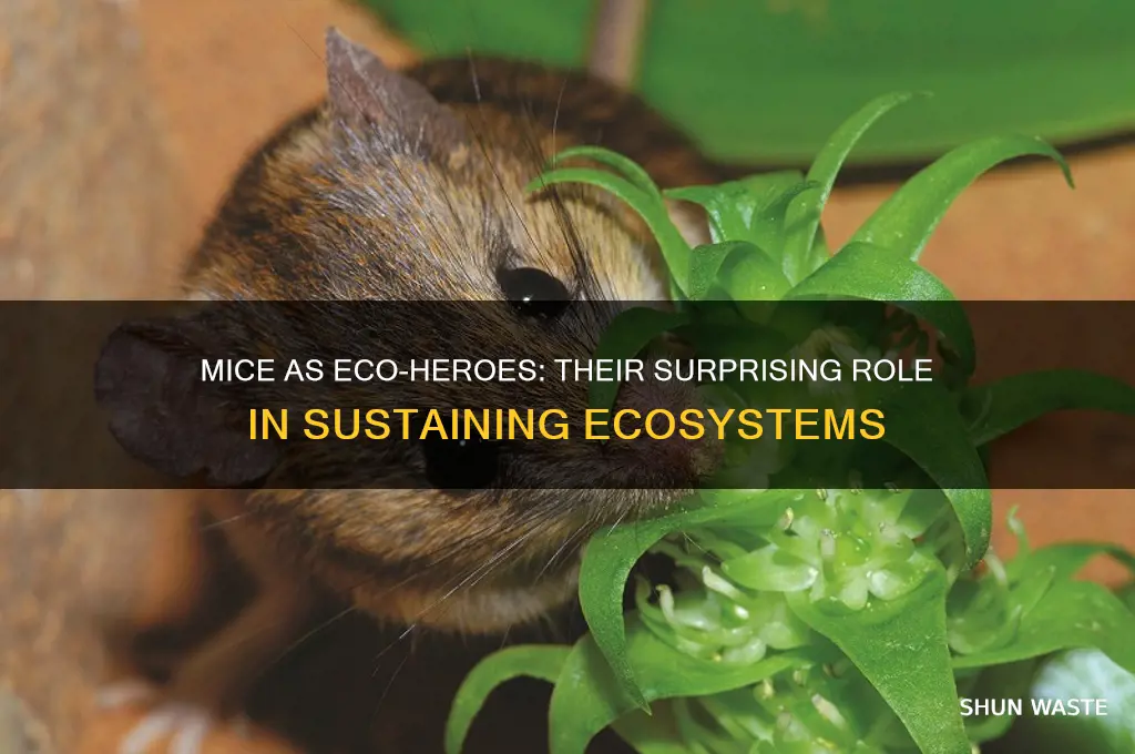 Mice As Eco-Heroes: Their Surprising Role In Sustaining Ecosystems ...