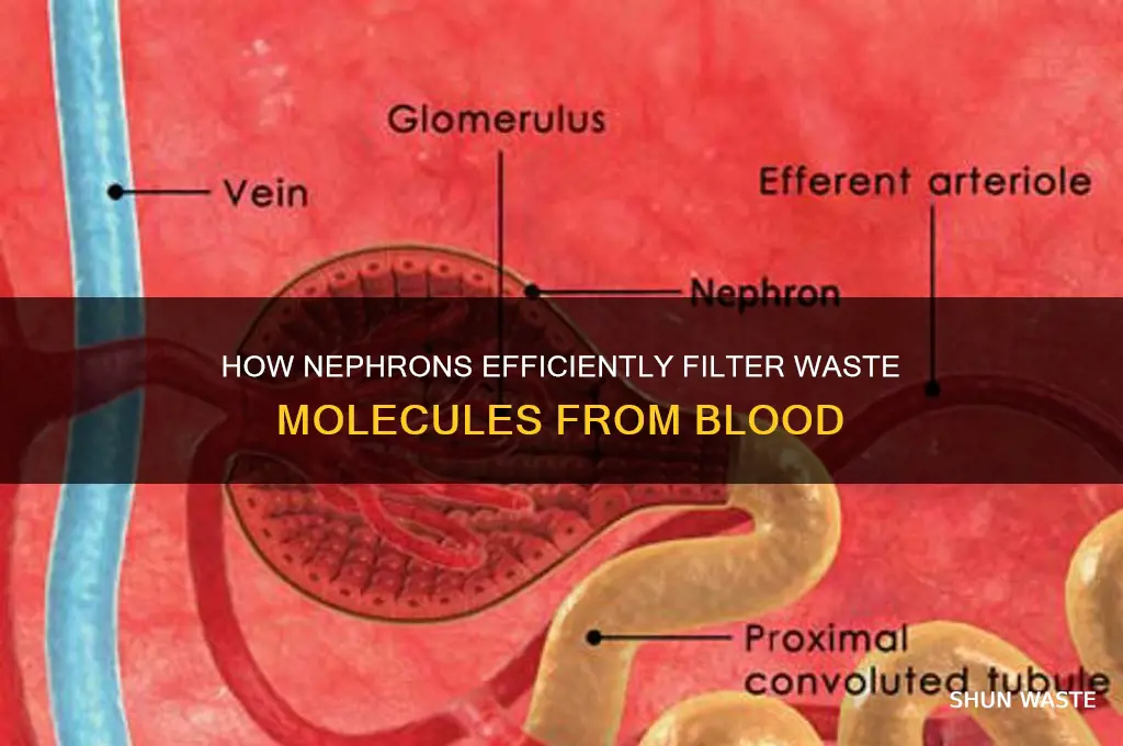 How Nephrons Efficiently Filter Waste Molecules From Blood | ShunWaste