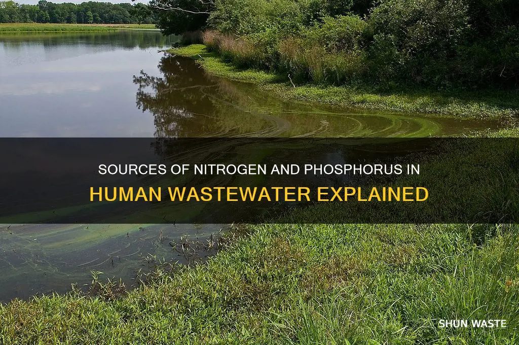 Sources Of Nitrogen And Phosphorus In Human Wastewater Explained ...