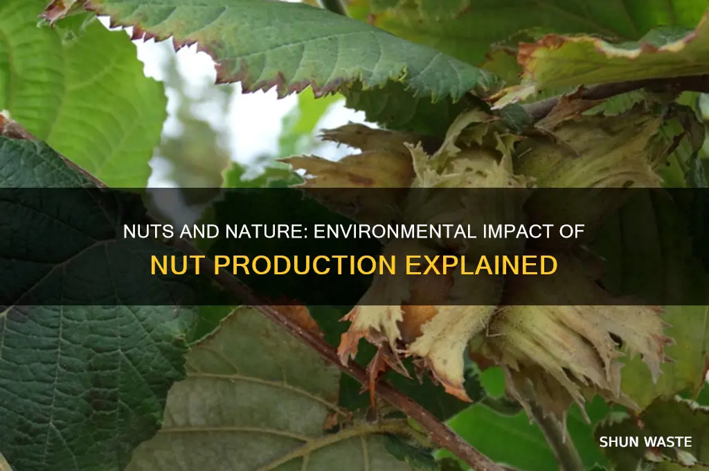 Nuts And Nature: Environmental Impact Of Nut Production Explained ...