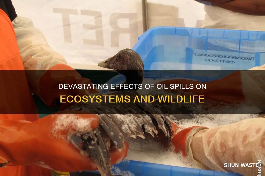 Devastating Effects Of Oil Spills On Ecosystems And Wildlife | ShunWaste