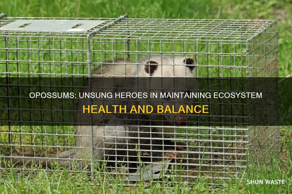 Opossums: Unsung Heroes In Maintaining Ecosystem Health And Balance ...