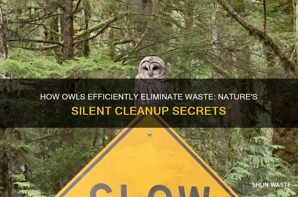How Owls Efficiently Eliminate Waste: Nature's Silent Cleanup Secrets ...